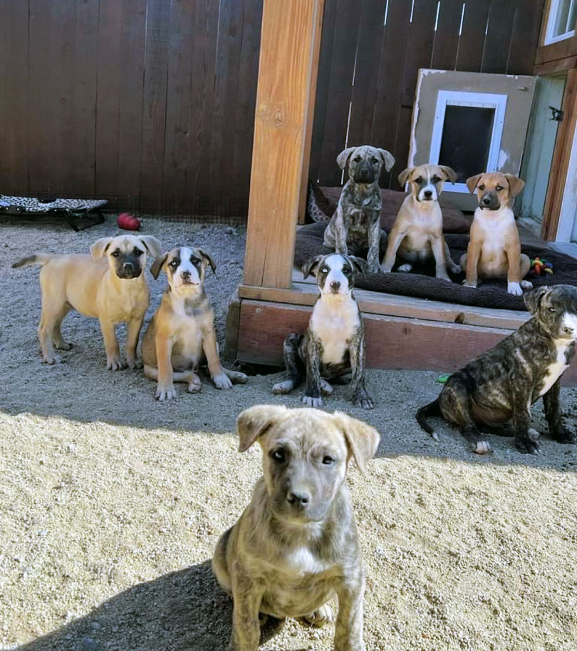 Wylie Animal Rescue Foundation