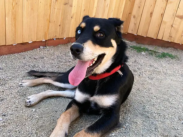 Wylie Animal Rescue Foundation